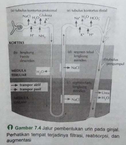 Proses Pembentukan Urin (Filtrasi, Reabsorpsi, dan Augmentasi ...