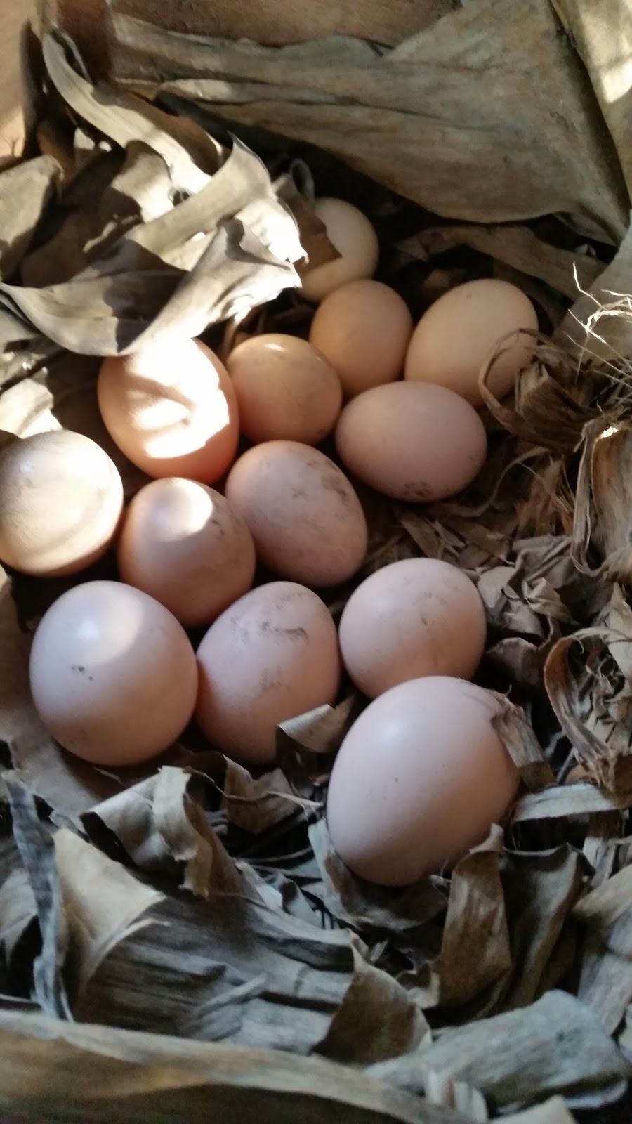 Warisan Petani: Telur Ayam Kampung
