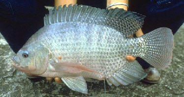Step - step to Look For In Raising Tilapia For Abundant Results