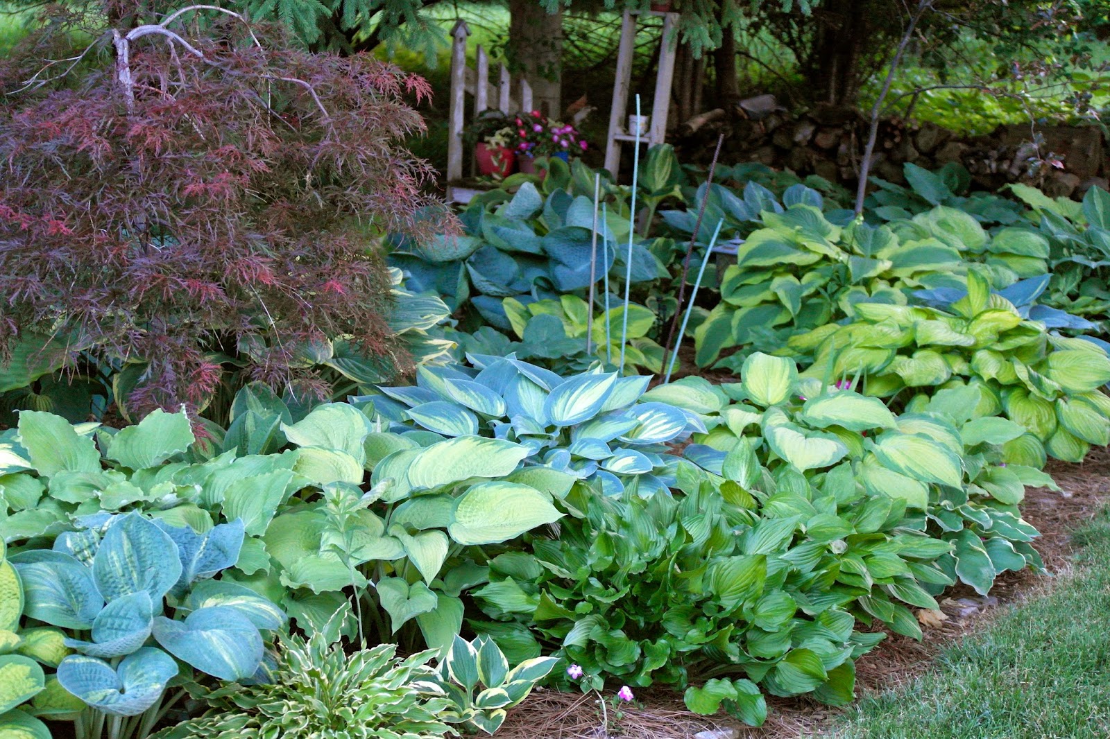 Cheesehead Gardening: Midwest Hosta Convention starting this week