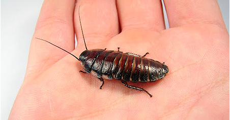 cockroaches as pet: Some cockroaches make good pets