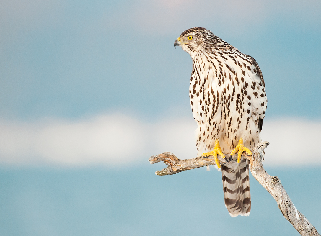 Roar's photoblog: Northern Goshawk (Accipiter gentilis)