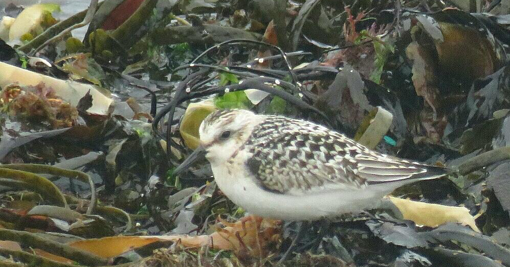 NI Bird Pics: Ric Else \ Hazel Watson - juvenile Sanderling