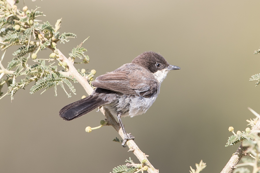 Birds of Saudi Arabia: Arabian Warbler – An Namas