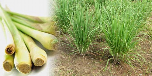 Manfaat Serai Untuk Kesehatan dan Obat Tradisional - Info Kesehatan