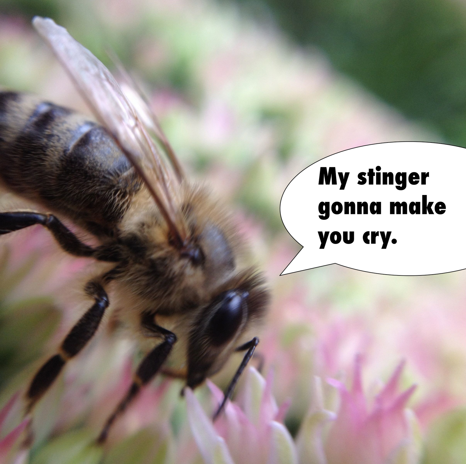 DOG PARTY!: King bee stinger gonna cry