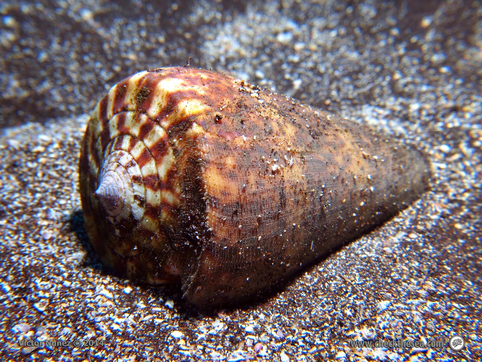 Check the Sea. Web de buceo y fotografía submarina de las Islas ...