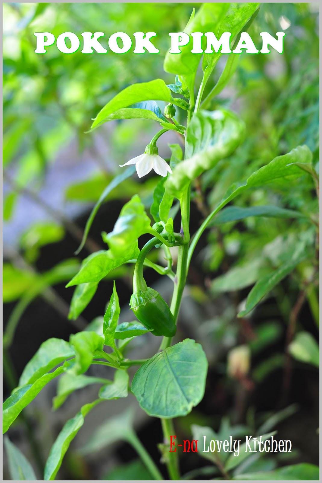 E-NA LOVELY KITCHEN ^_^: Piman