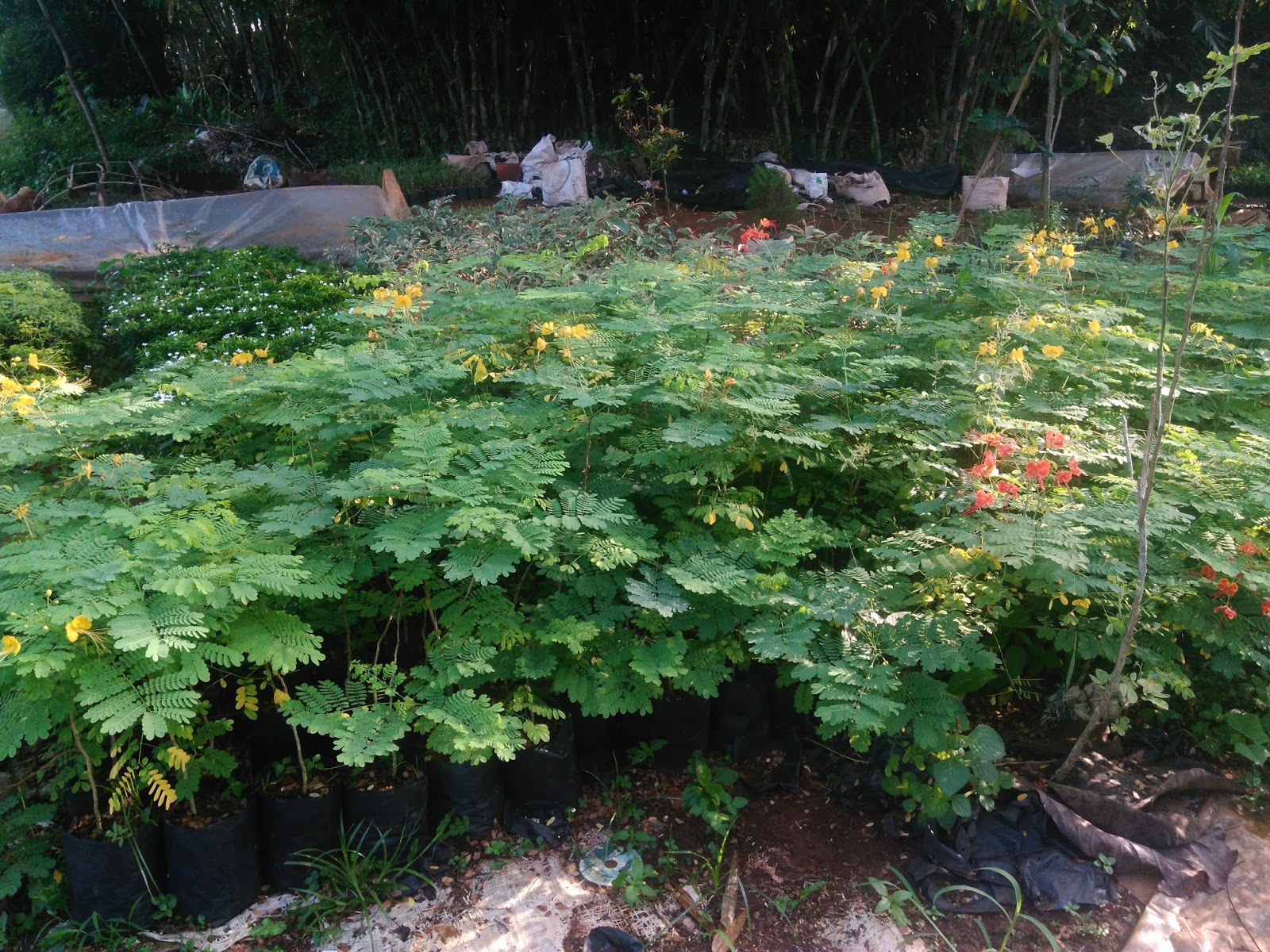 Jual Pohon Merak Merakan | Tanaman Hias | Tanaman Bunga | Pelengkap ...