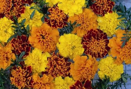 Best Flowers In The World: Flower Seeds