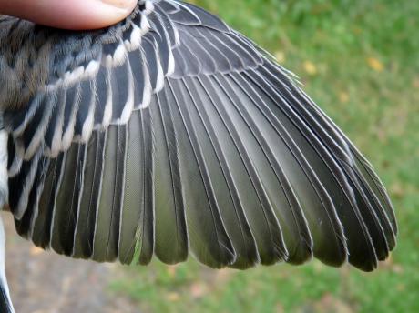 Ten Million Earthlings: Understanding Molt: A Bander's Perspective