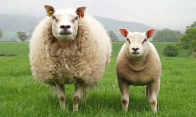 Agricultural Animals: About Beltex Sheep