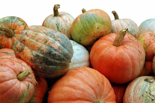 El poder del Zapallo: El zapallo