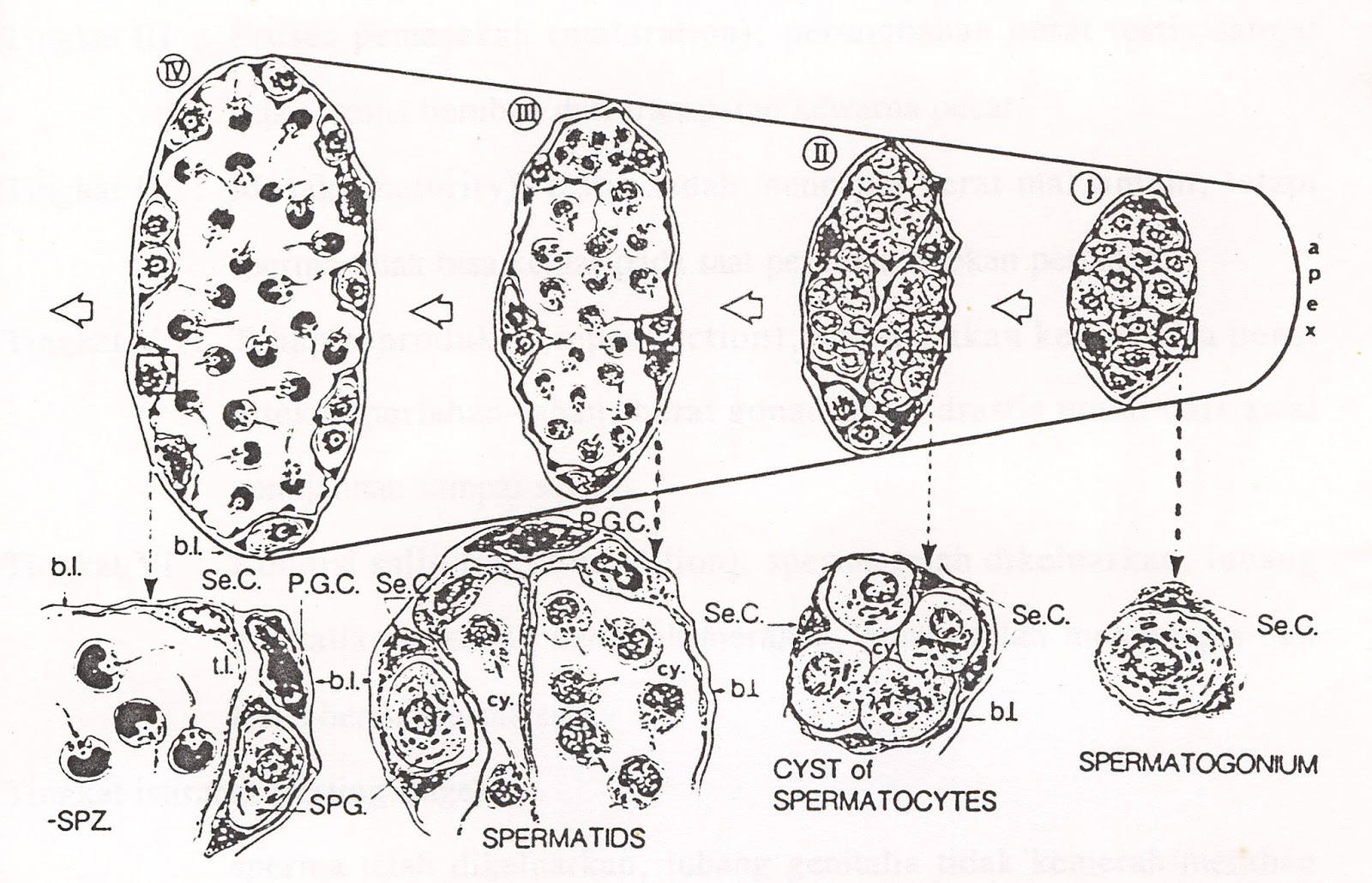 MASRIZAL@NET: SPERMATOGENESIS DAN OOGENESIS PADA IKAN