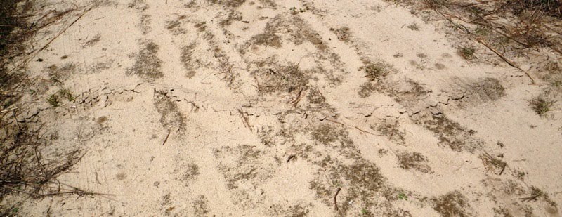 Philly Herping: 2011-05-01