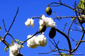 Herbal health care: Cotton tree