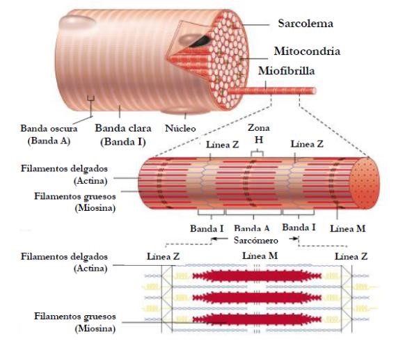 La Aventura de Las Ciencias Naturales: SISTEMA MUSCULAR GRADO 8