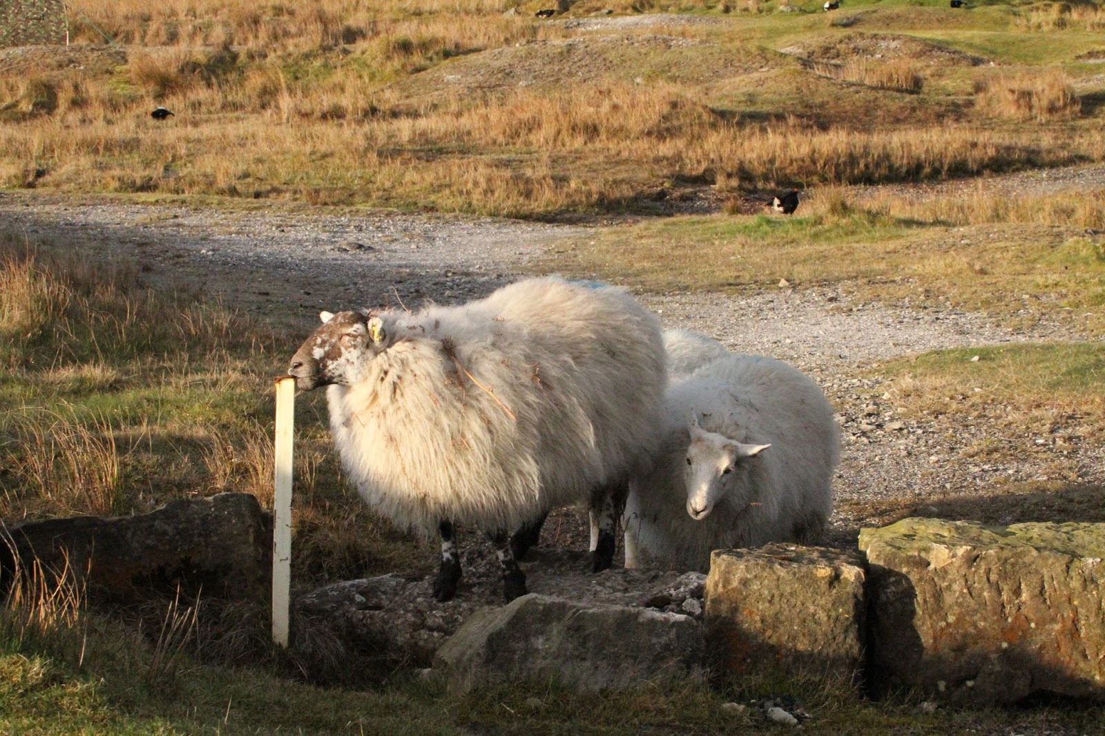 The Bagsy Blog: Going Home - Mark Knopfler (Dire Straits)