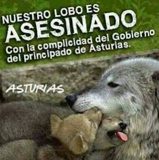 Antonio : En defensa del lobo