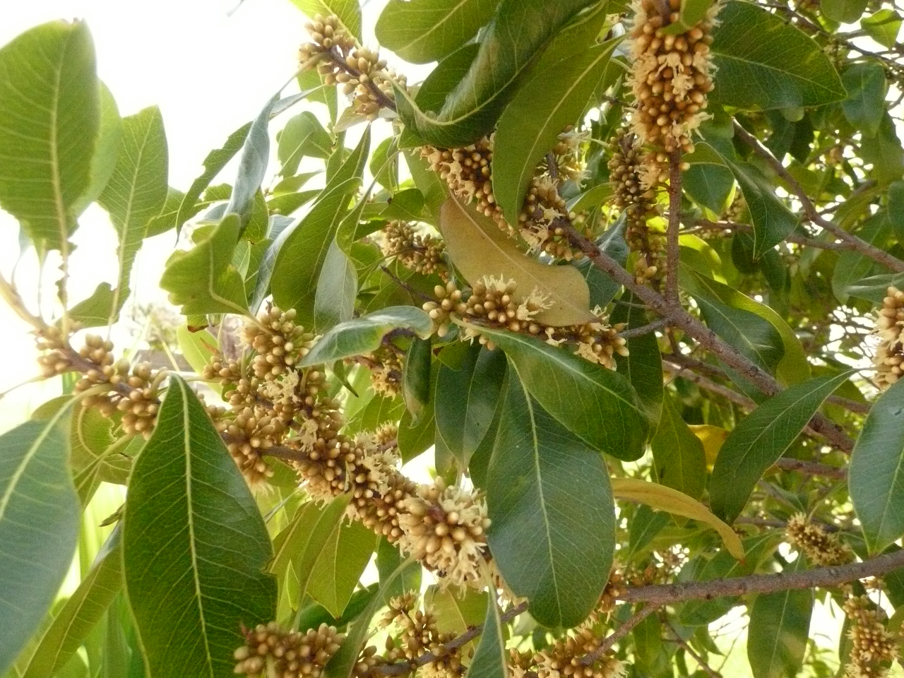 Gardening South Florida Style: Berries, Blooms & Birds