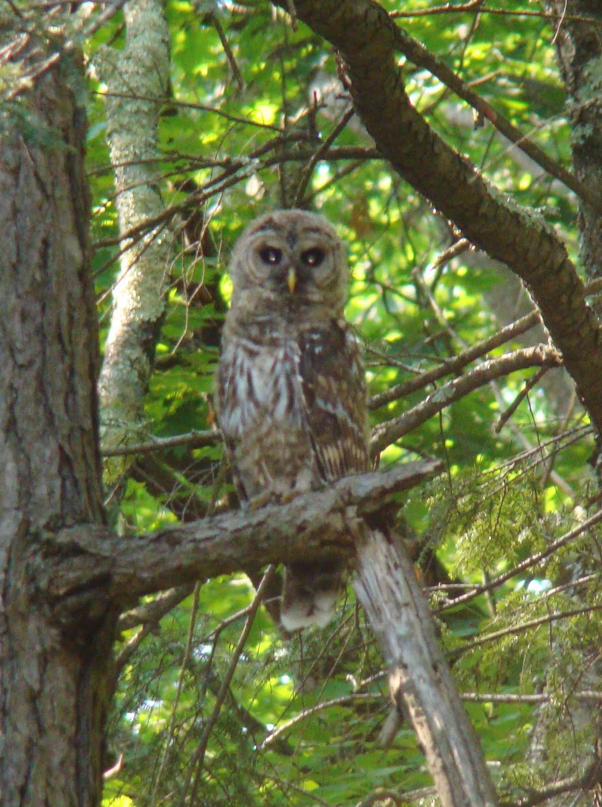WAKING PLANET: Owl Snoozing- Laying Down to Sleep!