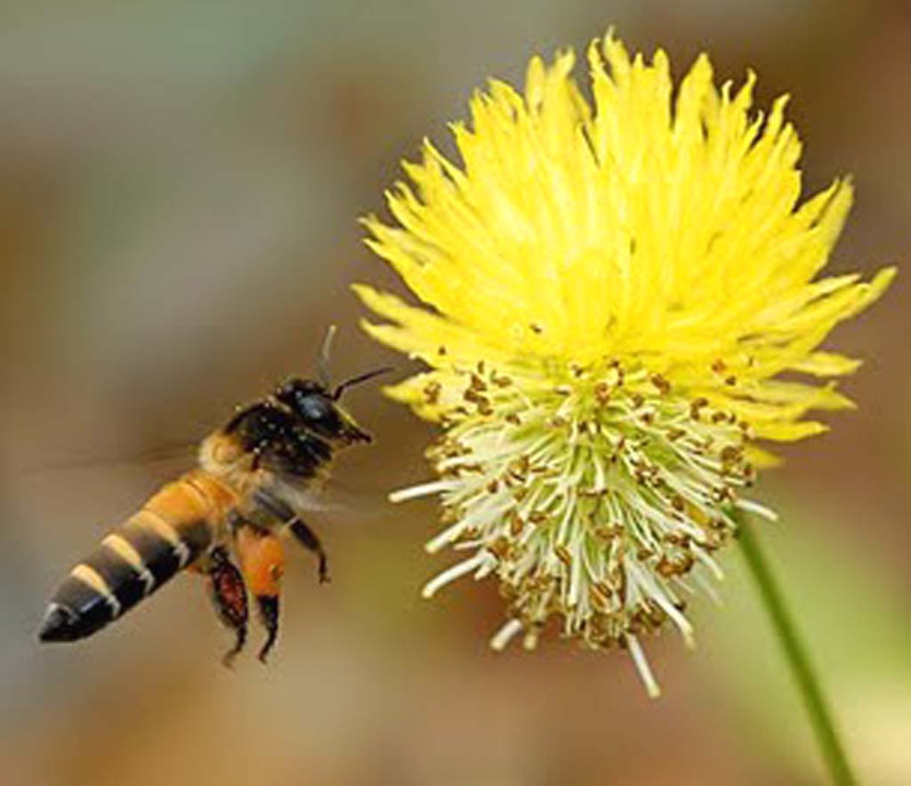 Honey Bees Species suitable for Honey Making ~ All about petsnvets in ...