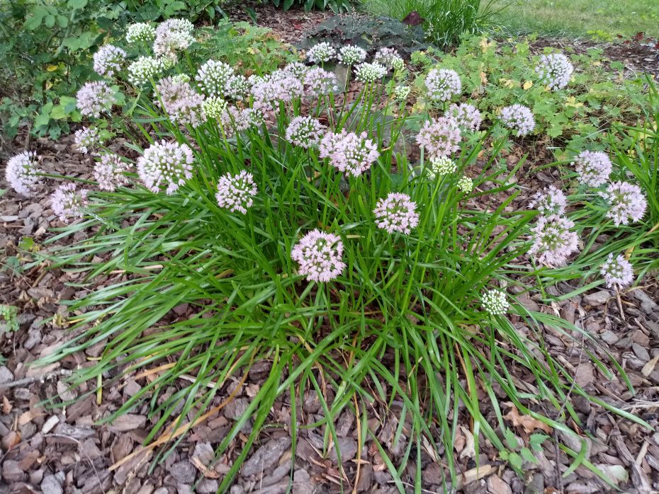 Future Plants by Randy Stewart: Allium