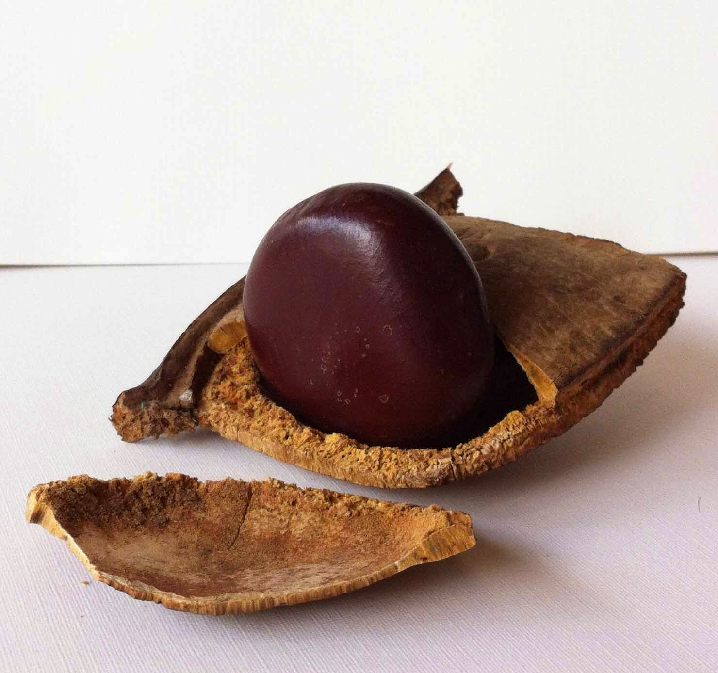 Vintage/Antique Native S. Thailand Hand-Made fish trap: ENTADA RHEEDII ...