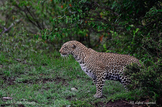 WILDLIFE GATEWAY: Léopard