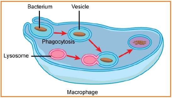 SOAL UN SISTEM IMMUN - Biology Page