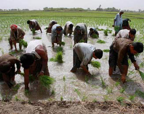 Welcome To Pakistan: Fruits and Crops