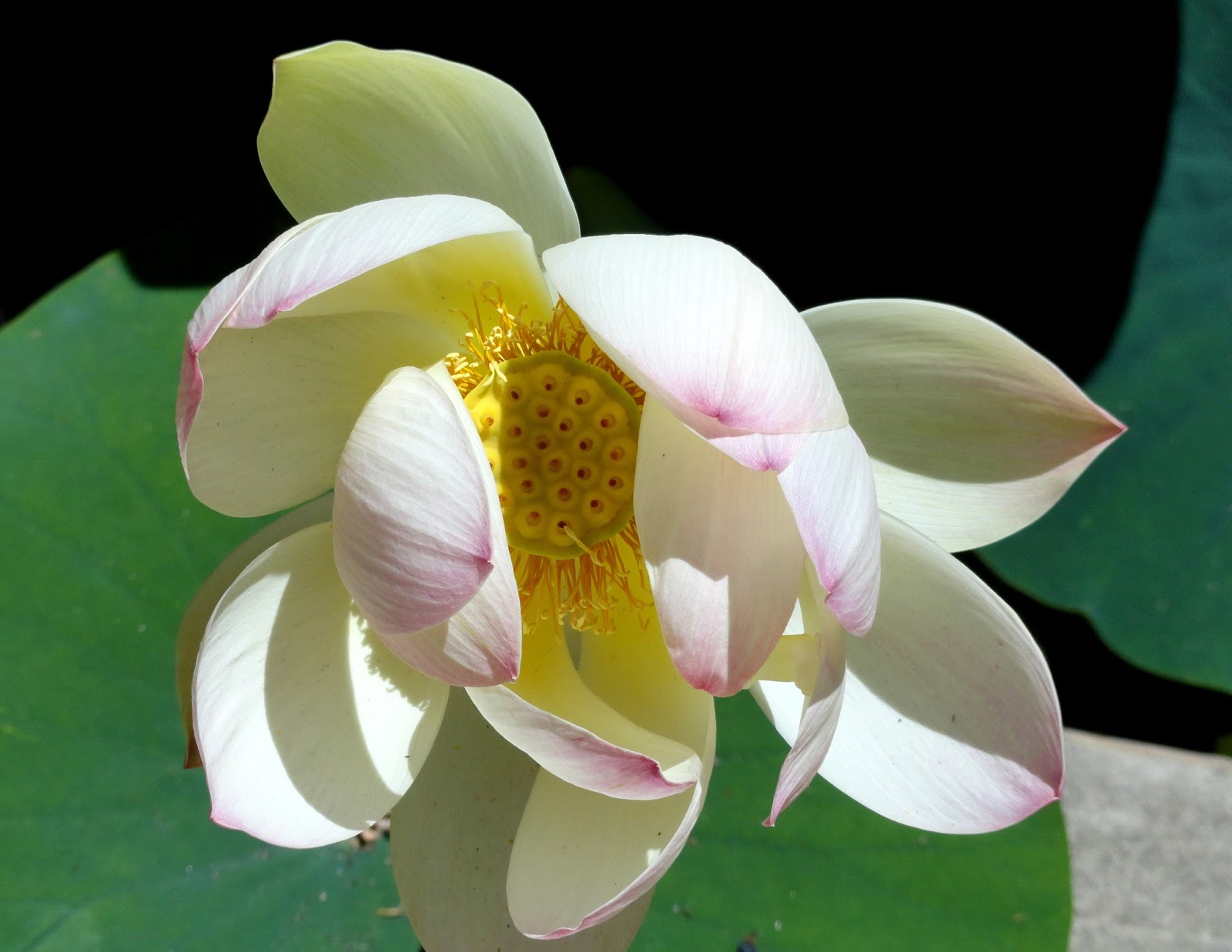 danger garden: The Lotus, at Lotusland