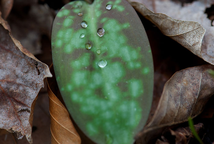 Red and the Peanut: Golden-star, Erythronium rostratum, in Scioto County