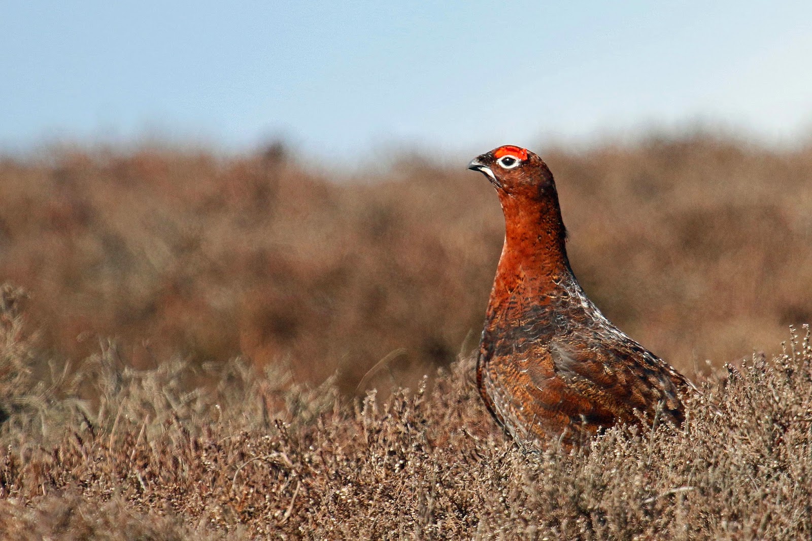 Wildlife and Landscapes: Stunning Red Grouse