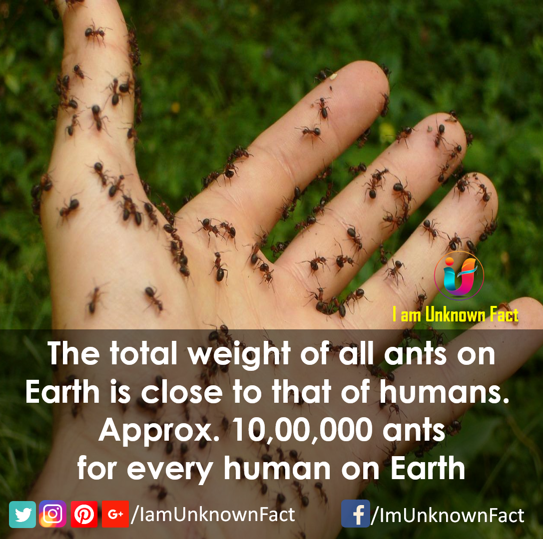 Amazing Facts about Ants