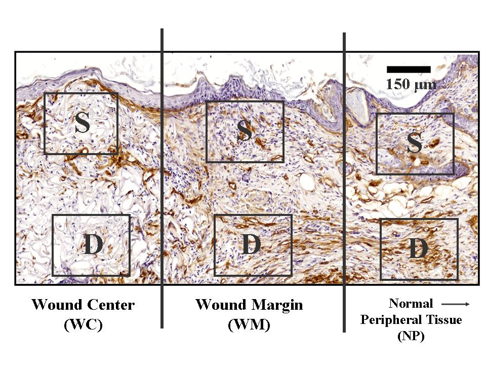 My unpublished biomedical research: Wound Healing and ...