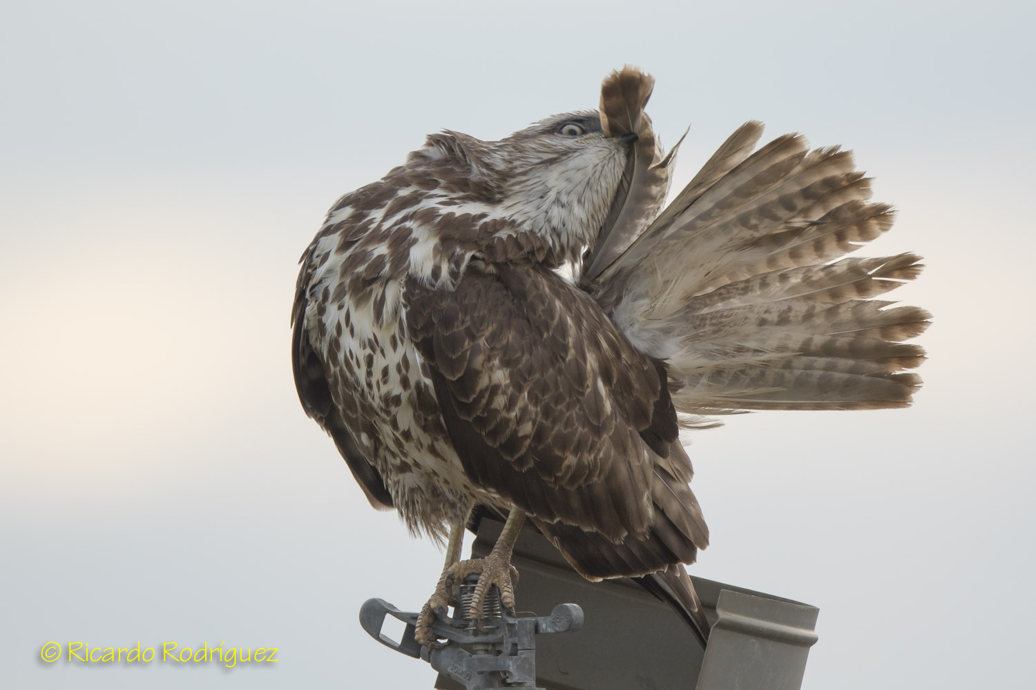 Aves Ricardo Rodriguez: Mas fotos de la ribera Navarra