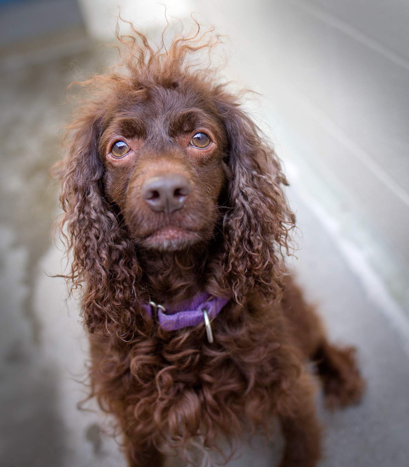 Shelter Dogs of Portland: "COCO" poodle mix