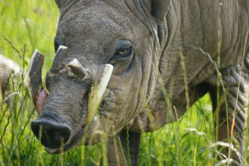 El ojo del buitre: Babirusa (Babyrousa babyrussa)