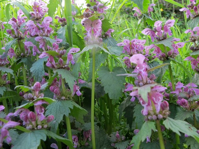 CURARSI CON IL LAMIO - Blog di pociopocio