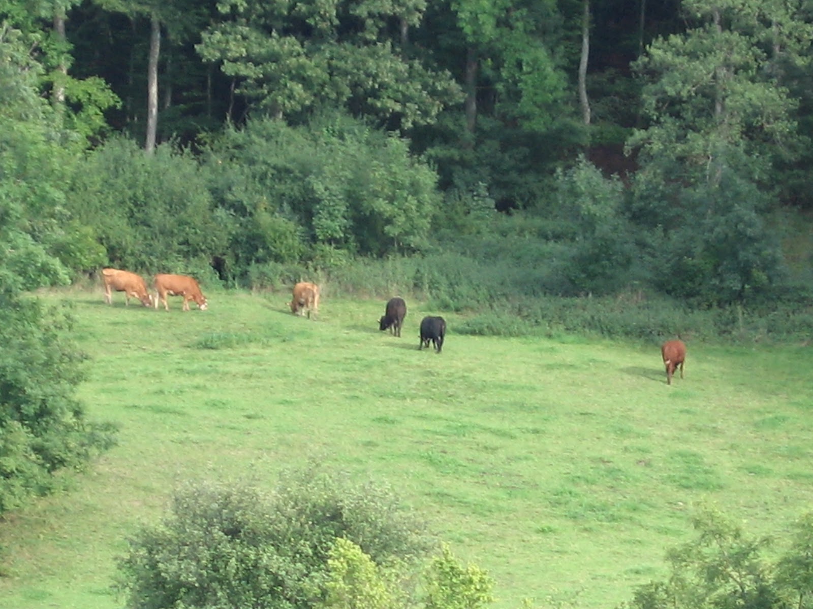 Society for Conservation Biology Europe Section: Agroforestry in ...