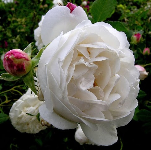 Cara Merawat Bunga Mawar sebagai tanaman hias | Manfaat di dalam ...