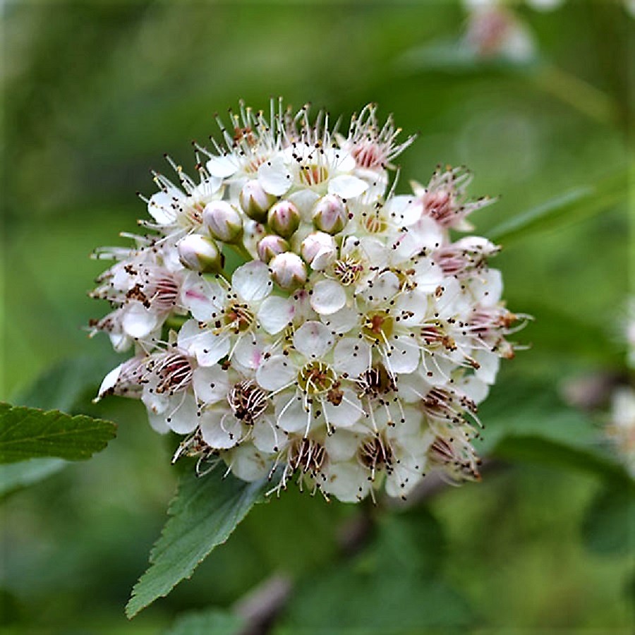 Colonial & Early American Gardens: Plants in Early American Gardens ...