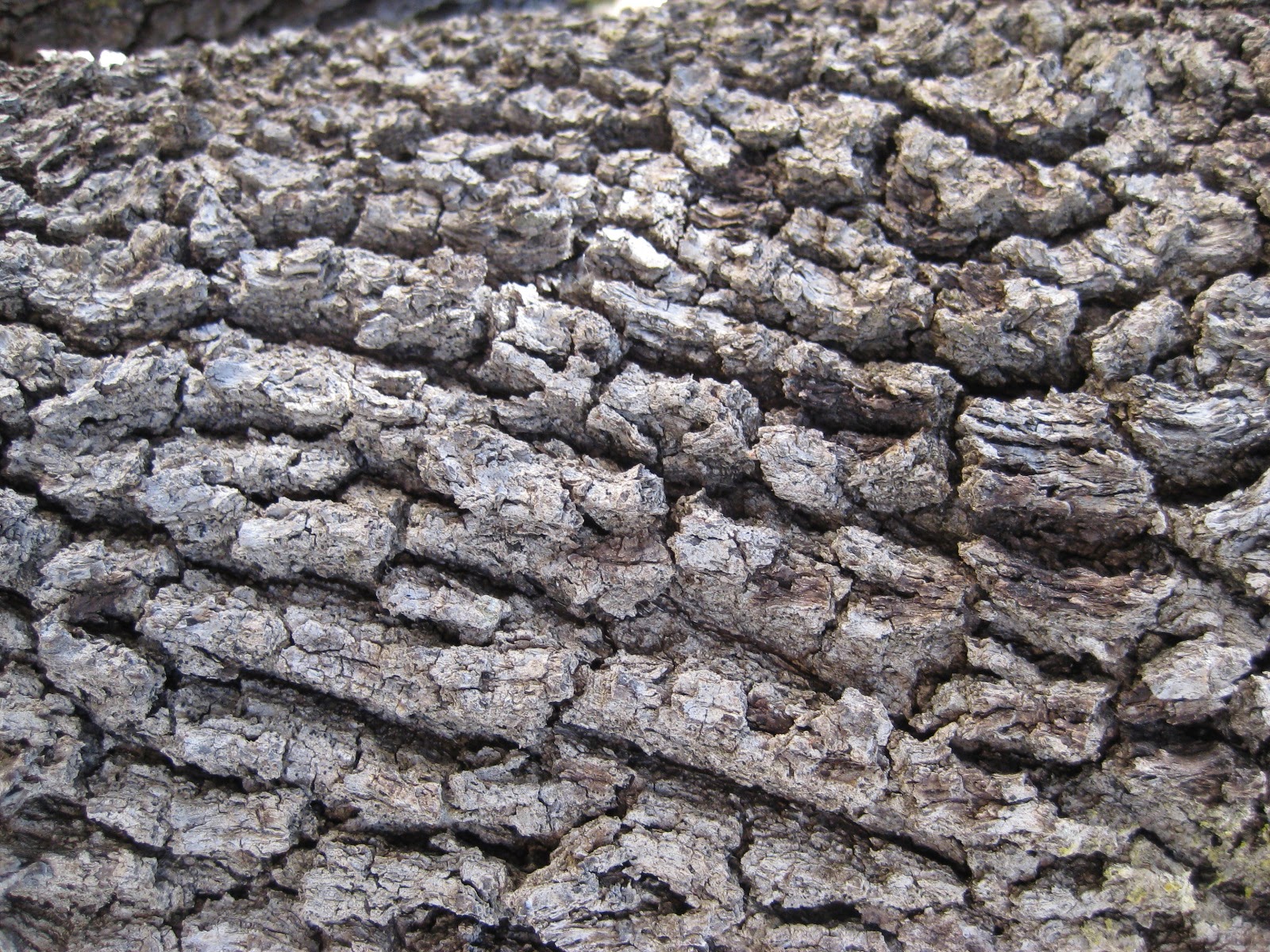 Azul turquesa bitácora de Teresa: Ejemplos de texturas naturales.