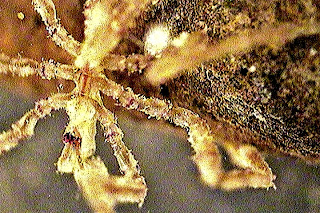 HIMB Community Education Program: Sea Spiders!