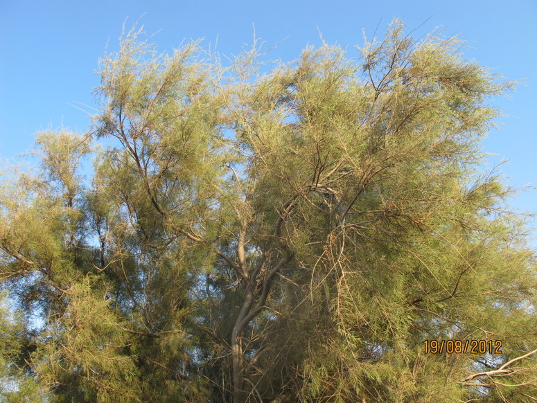 FLORA NEL SALENTO e.. anche altrove: Tamarix africana Poir ...