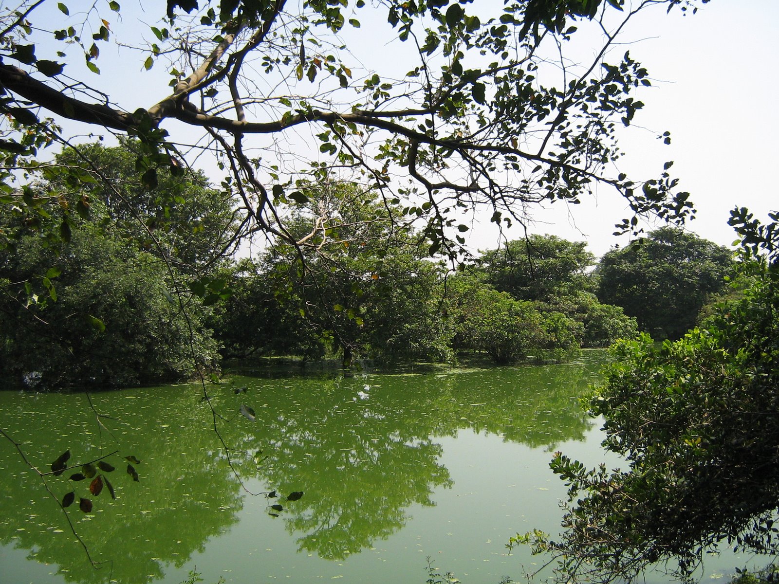 Tamilnadu Tourism: Vedanthangal Bird Sanctuary, Chengalpattu