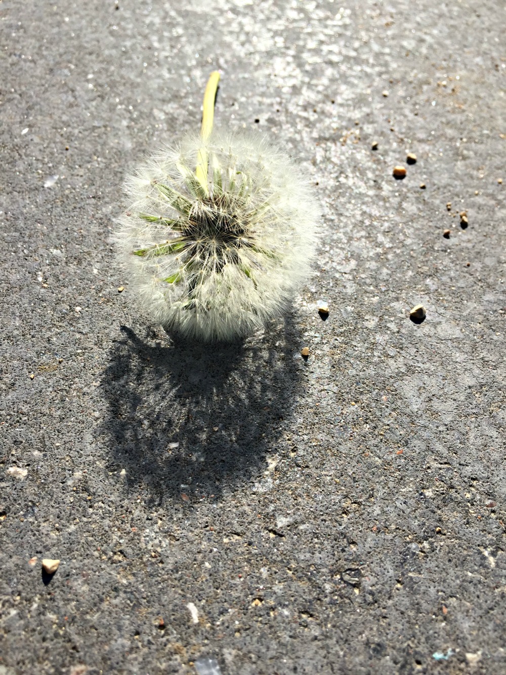 Nothing to do with beauty: Dandelion