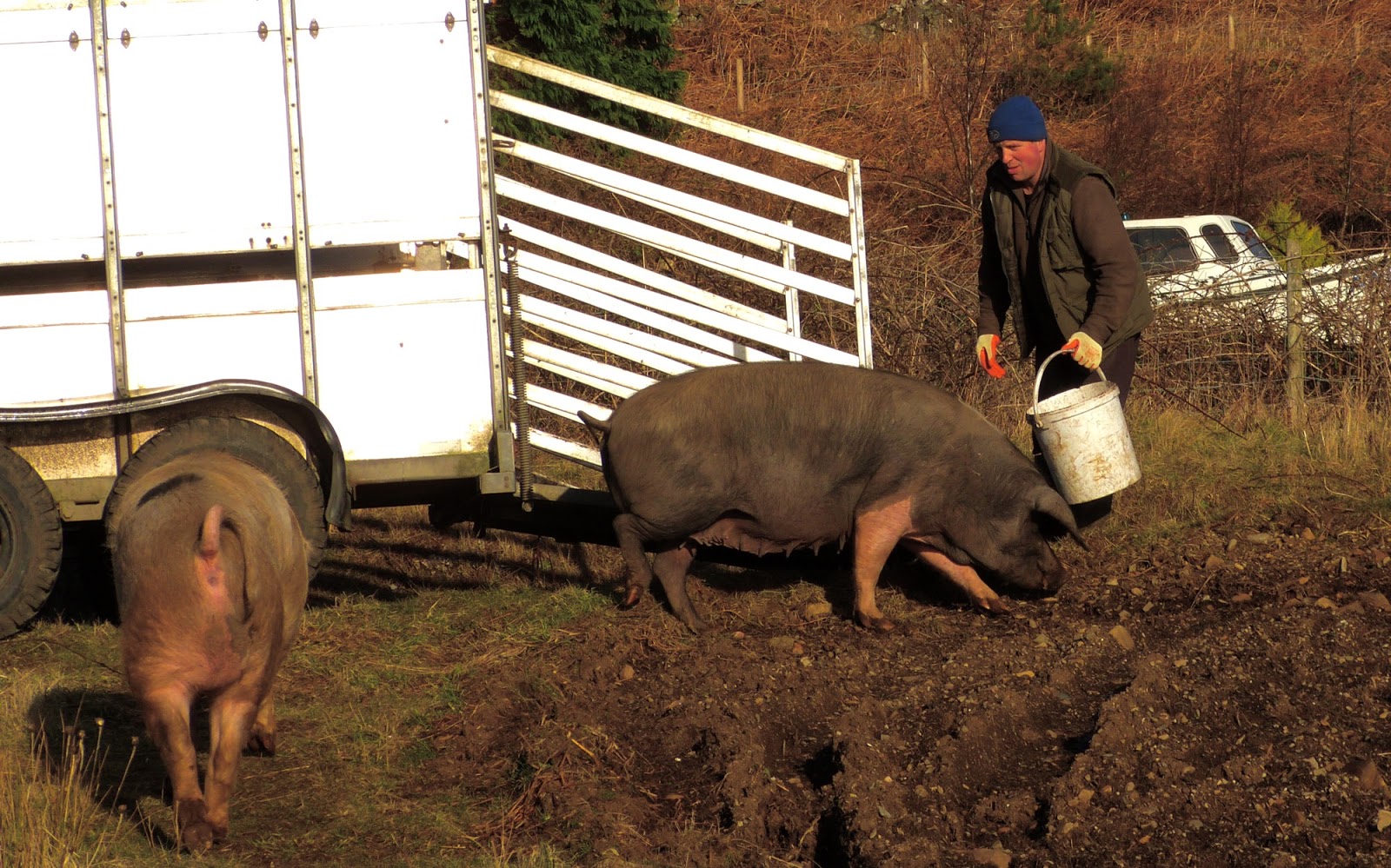 A Kilchoan Diary: The Modern Pig Crofter