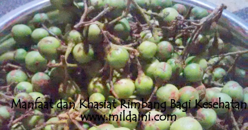 Manfaat dan Khasiat Rimbang Bagi Kesehatan | Milda Ini